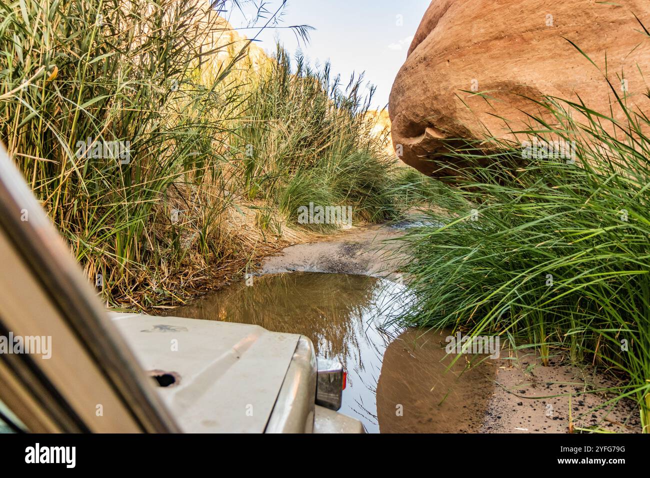 Vehicle going through reeds in Wadi Disah canyon, Saudi Arabia Stock ...