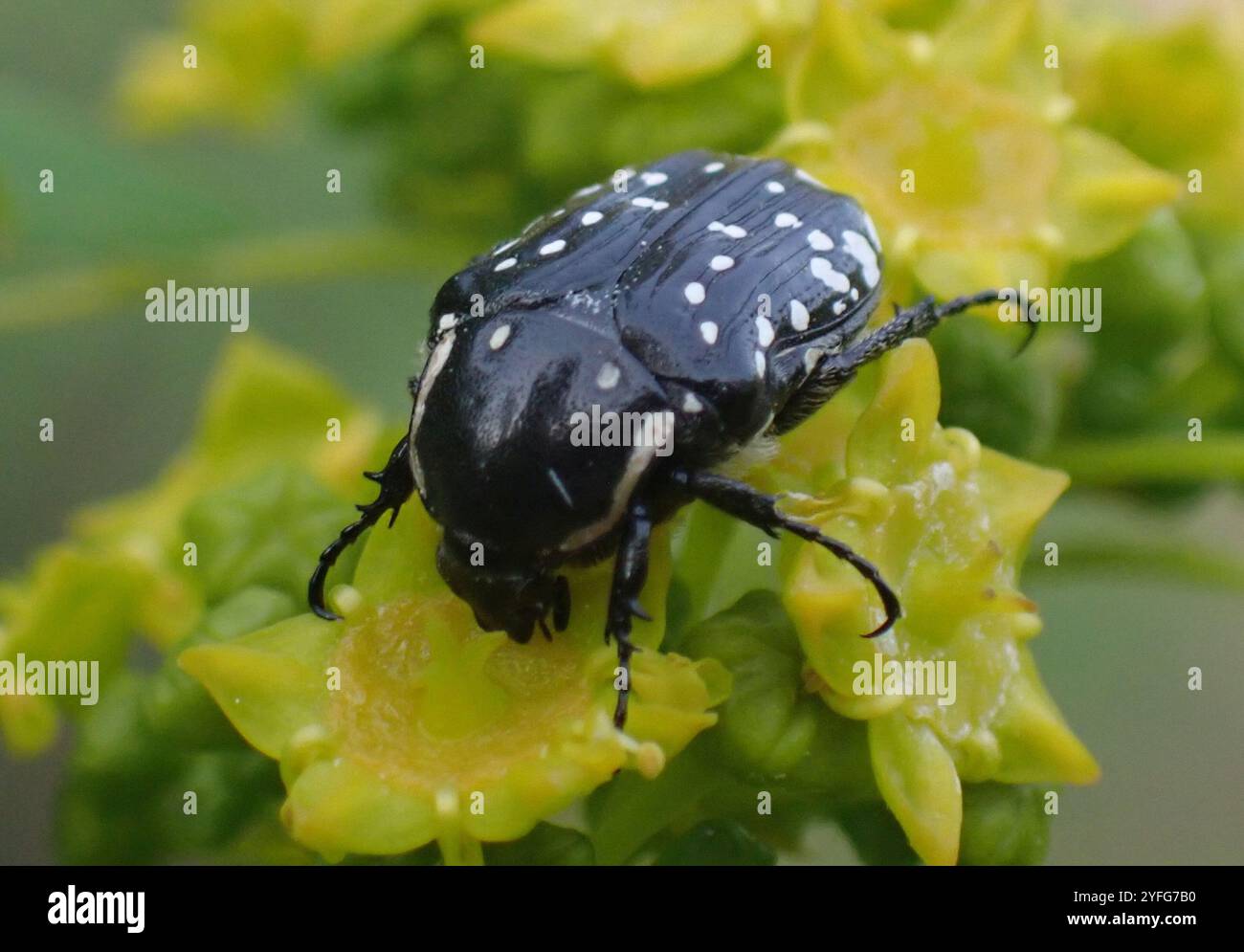 Middle Eastern Flower Scarab (Oxythyrea cinctella Stock Photo - Alamy