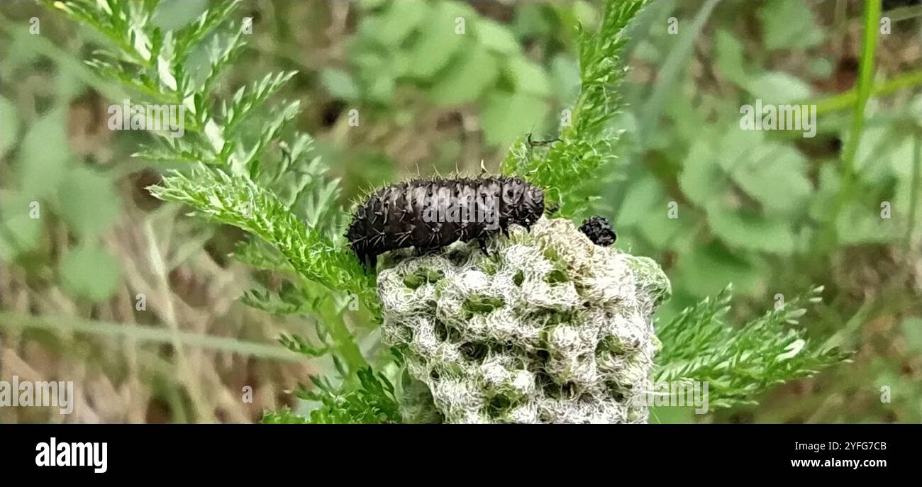 black-punctured leaf beetle (Galeruca tanaceti Stock Photo - Alamy
