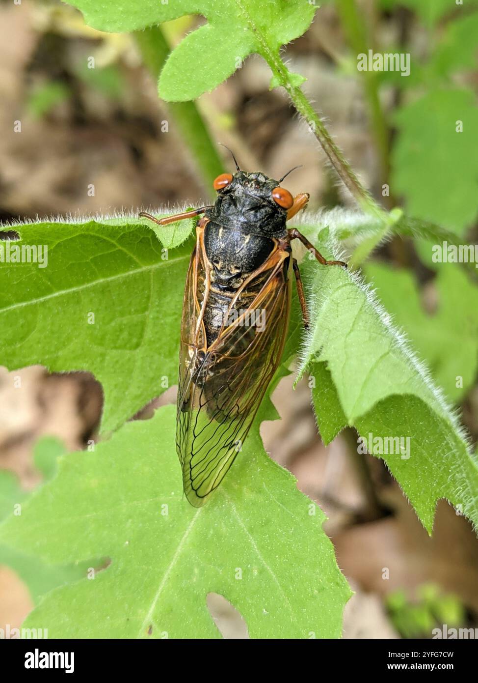 Cassin's 17-year Cicada (Magicicada cassinii Stock Photo - Alamy