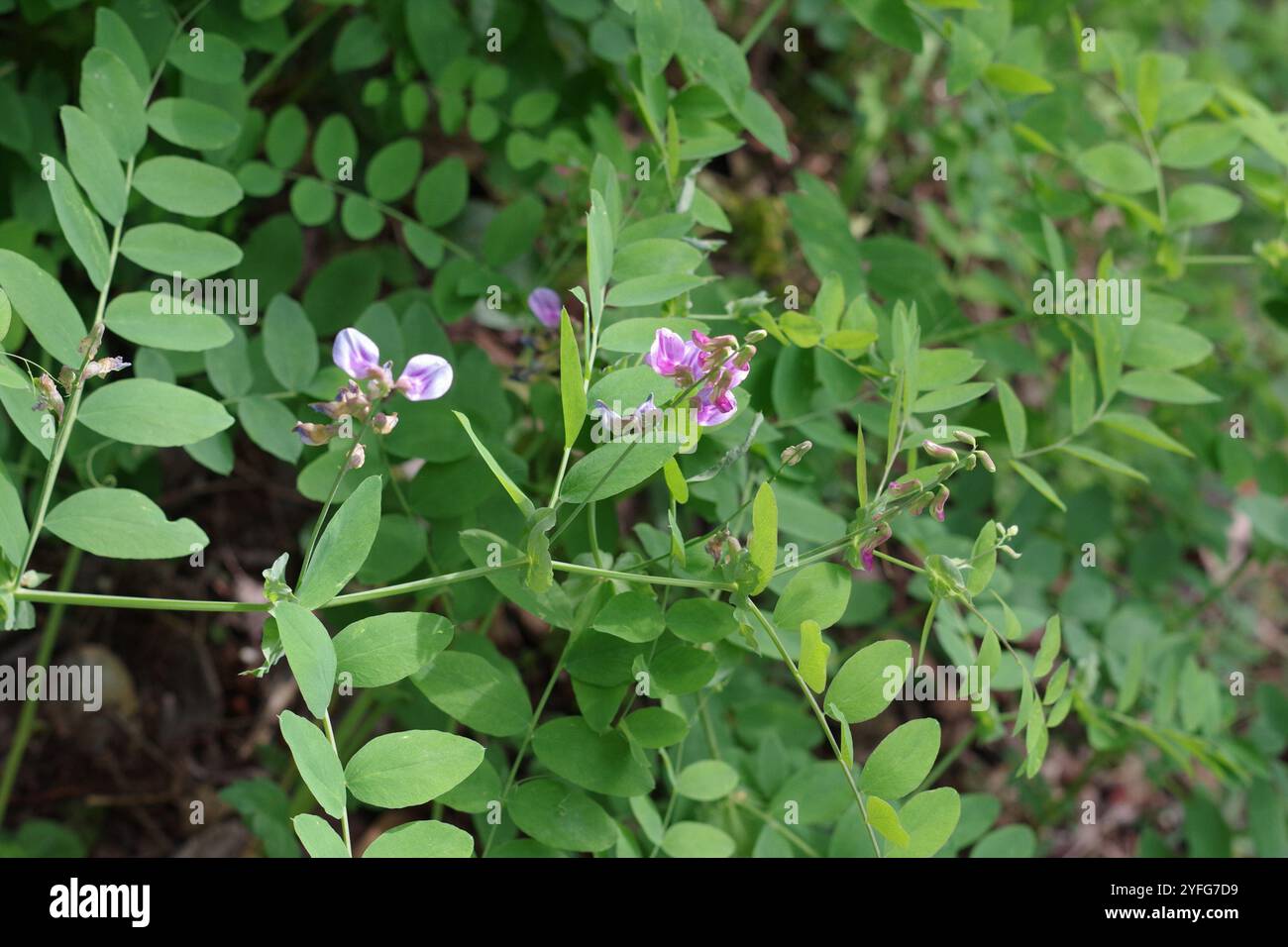 Leafy Pea (Lathyrus polyphyllus Stock Photo - Alamy