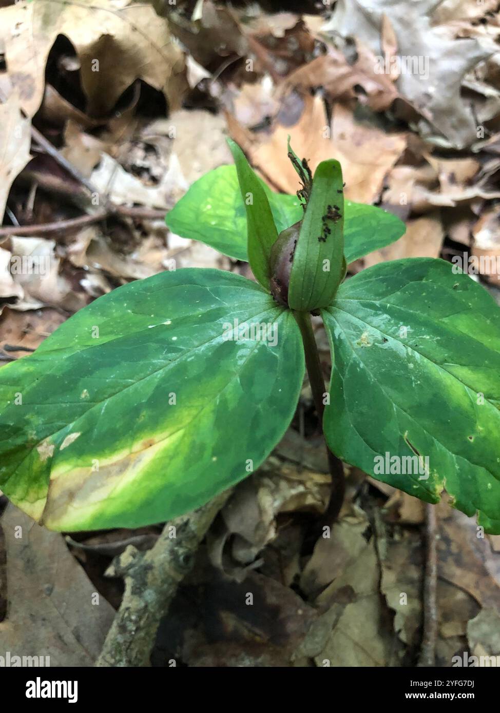 Mississippi River wakerobin (Trillium foetidissimum Stock Photo - Alamy