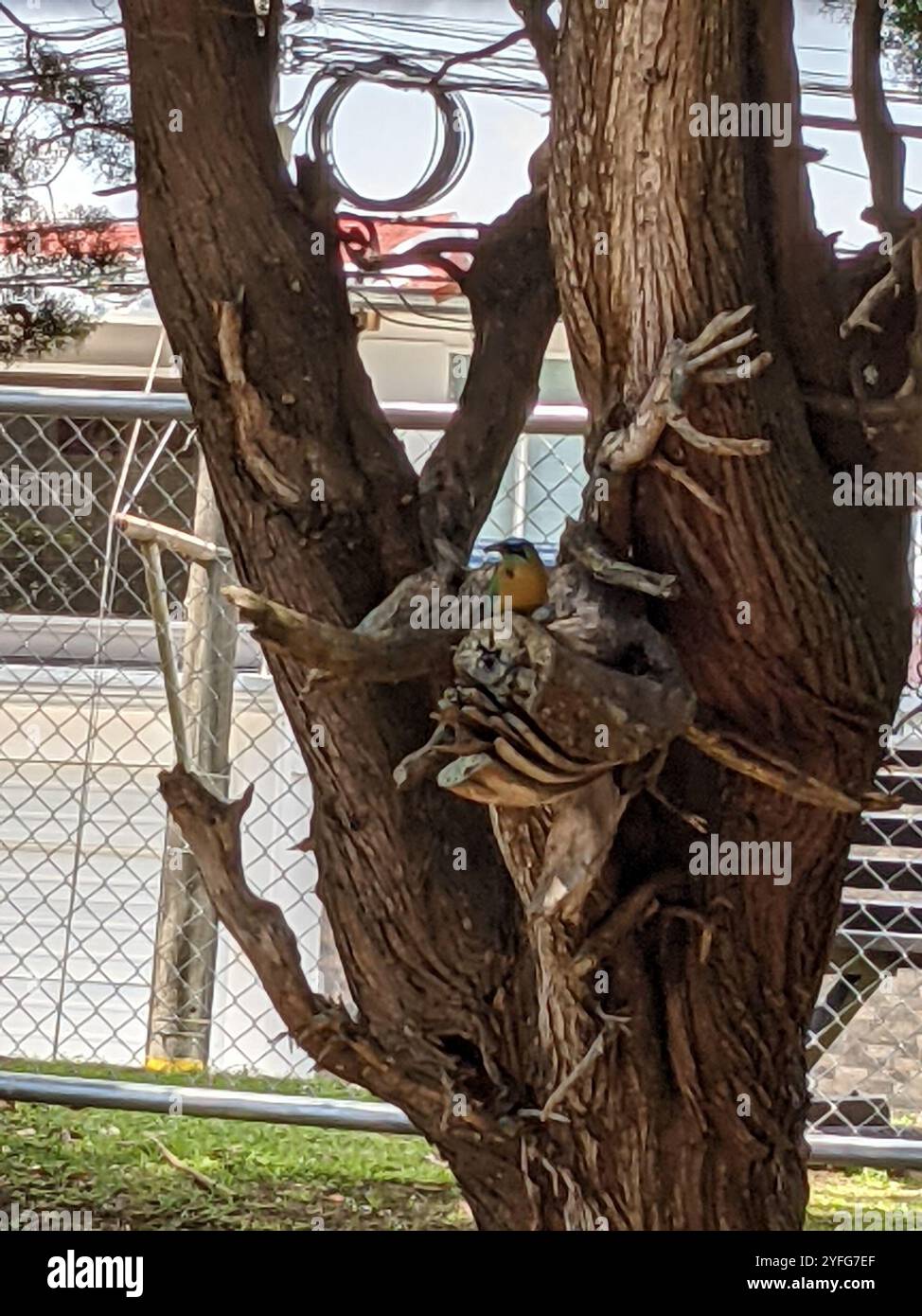 Lesson's Motmot (Momotus lessonii Stock Photo - Alamy