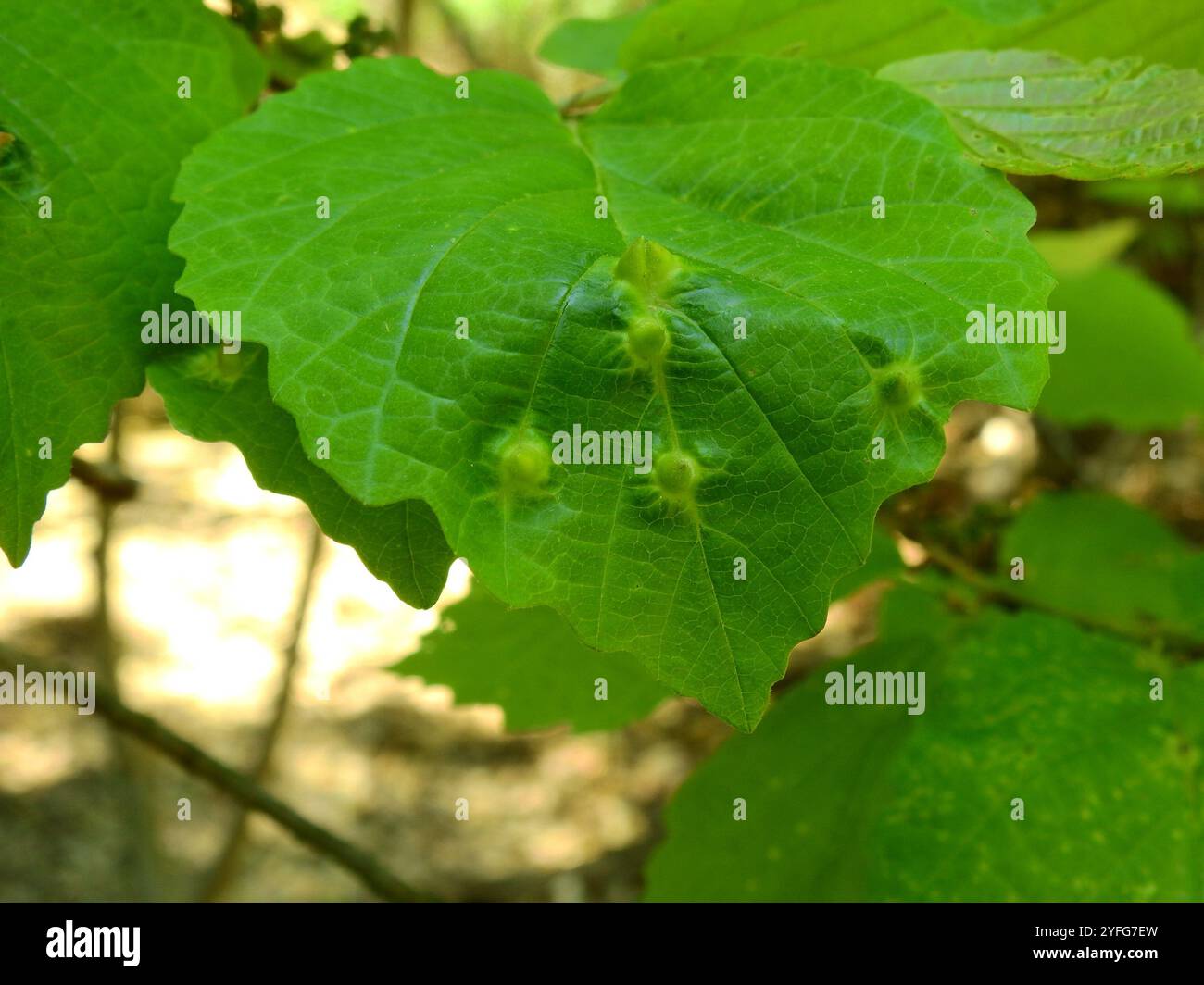Witch-hazel Cone Gall Aphid (Hormaphis hamamelidis Stock Photo - Alamy