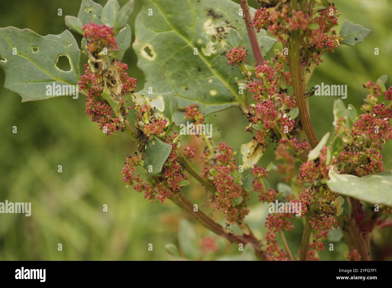 Large-seed Goosefoot (Chenopodium macrospermum Stock Photo - Alamy