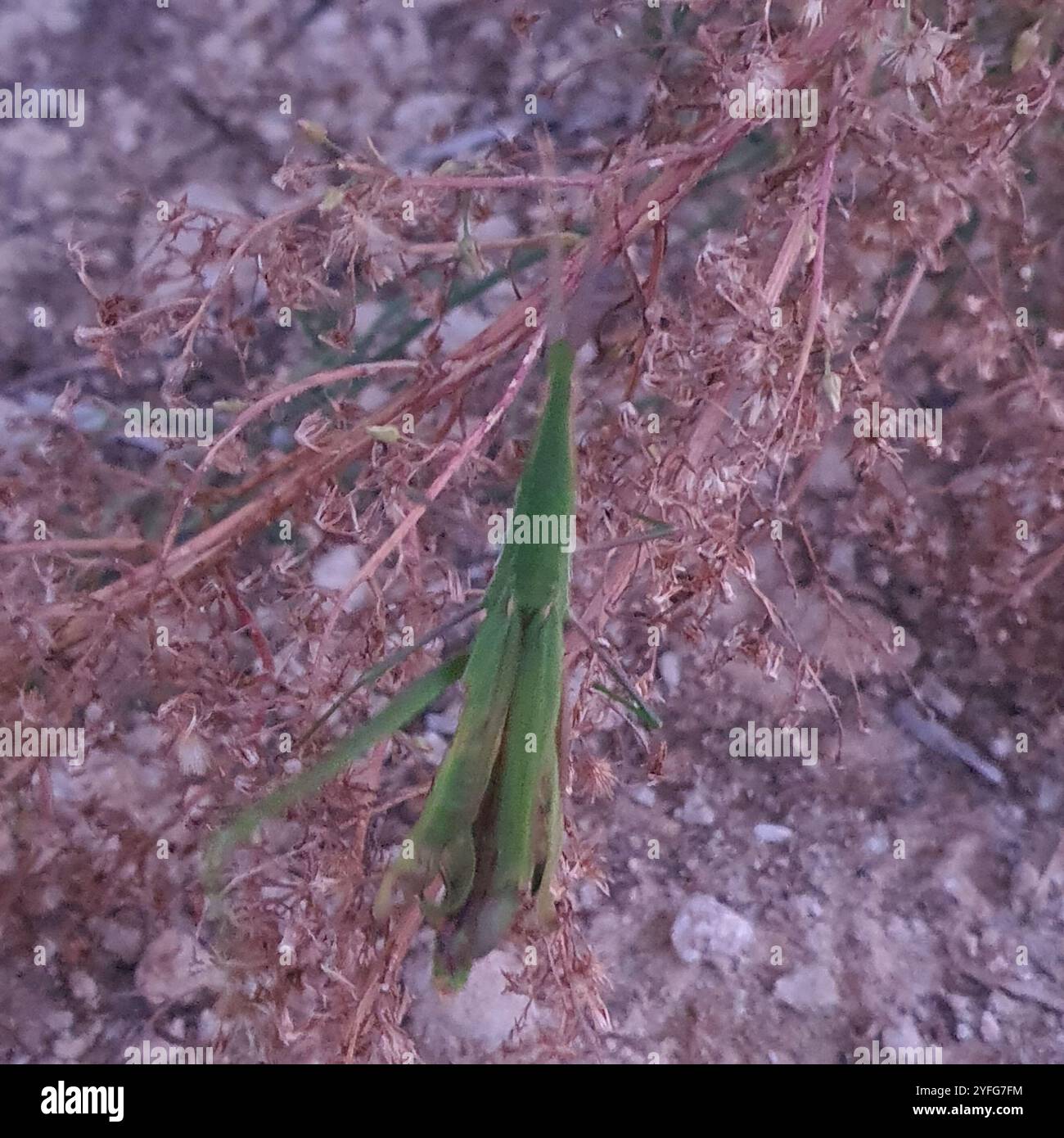 Giant Green Slantface (Acrida conica Stock Photo - Alamy