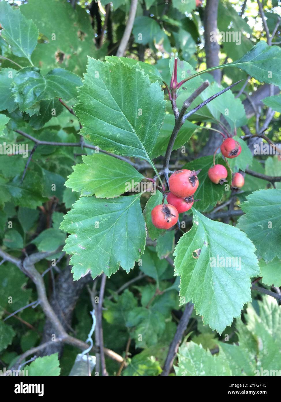 Glabrous-fruit Fireberry Hawthorn (Crataegus chrysocarpa phoeniceoides ...