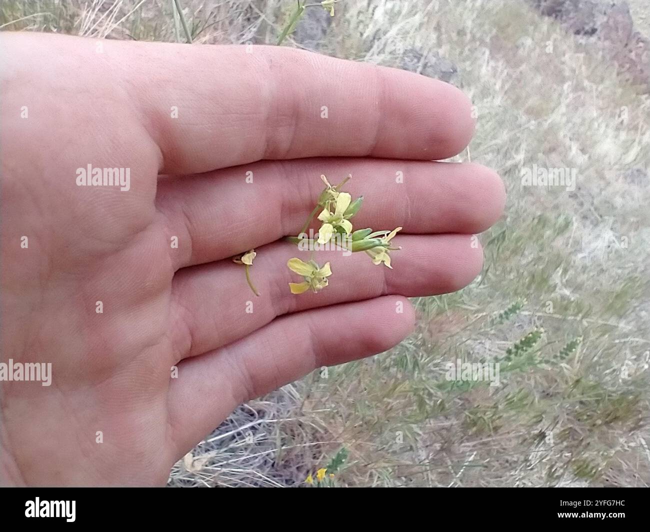 Tall Tumblemustard (Sisymbrium altissimum Stock Photo - Alamy