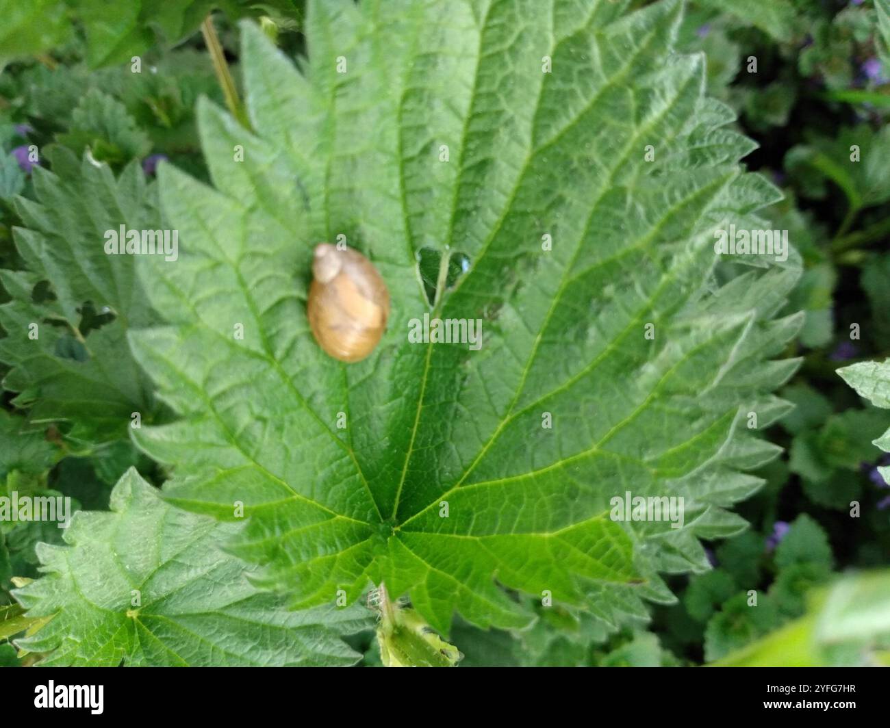 Amber Snails (Succineidae Stock Photo - Alamy