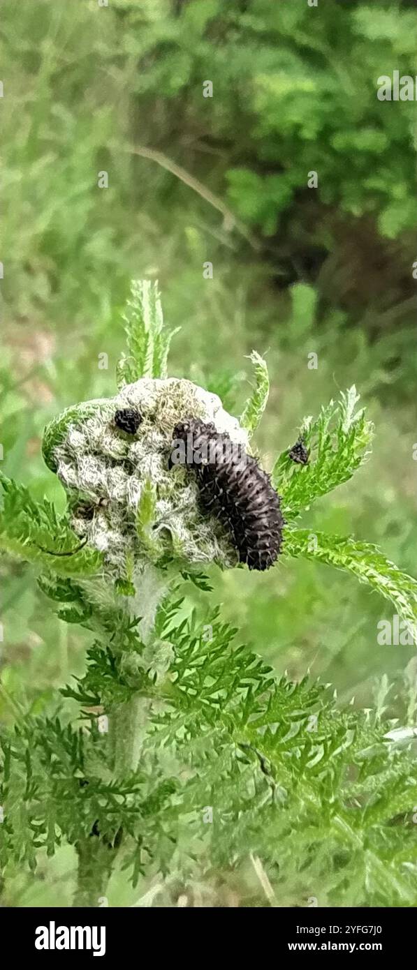 black-punctured leaf beetle (Galeruca tanaceti Stock Photo - Alamy