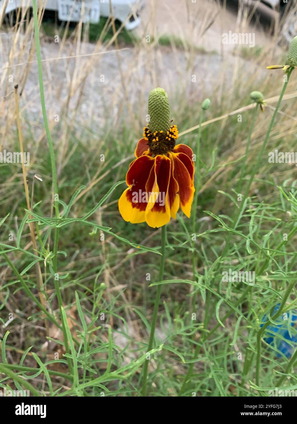 upright prairie coneflower (Ratibida columnifera Stock Photo - Alamy