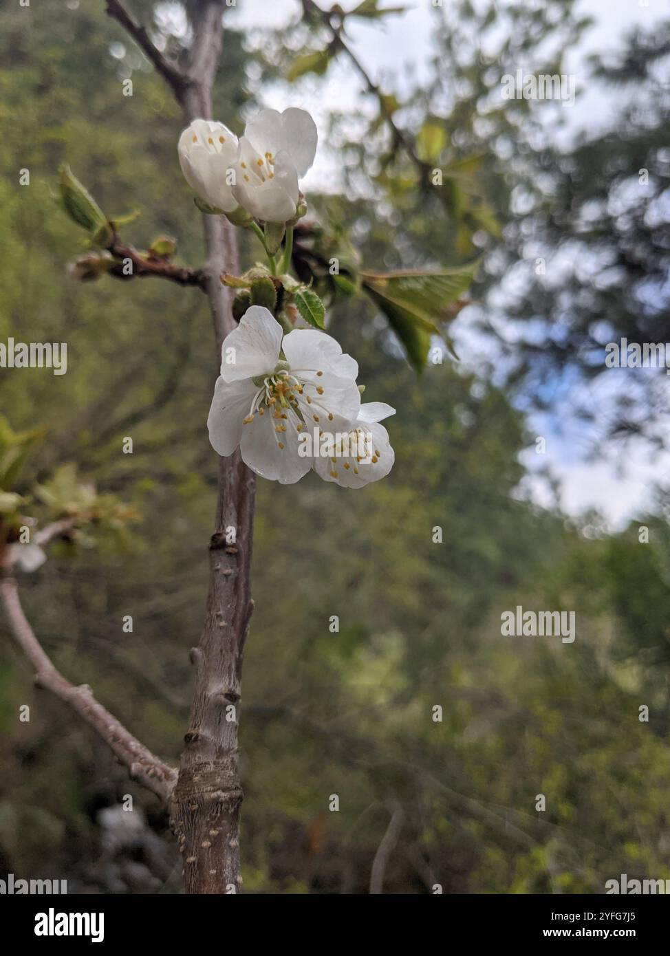 fire cherry (Prunus pensylvanica Stock Photo - Alamy