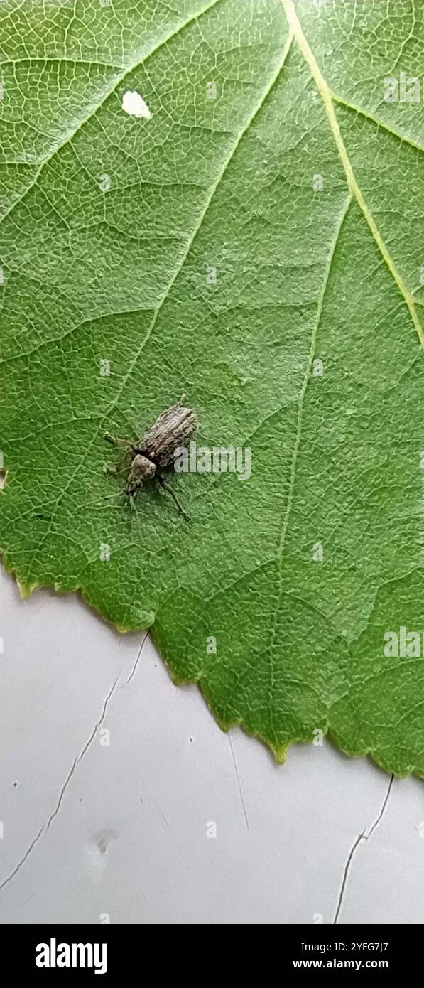 Common Leaf Weevil (Phyllobius pyri Stock Photo - Alamy