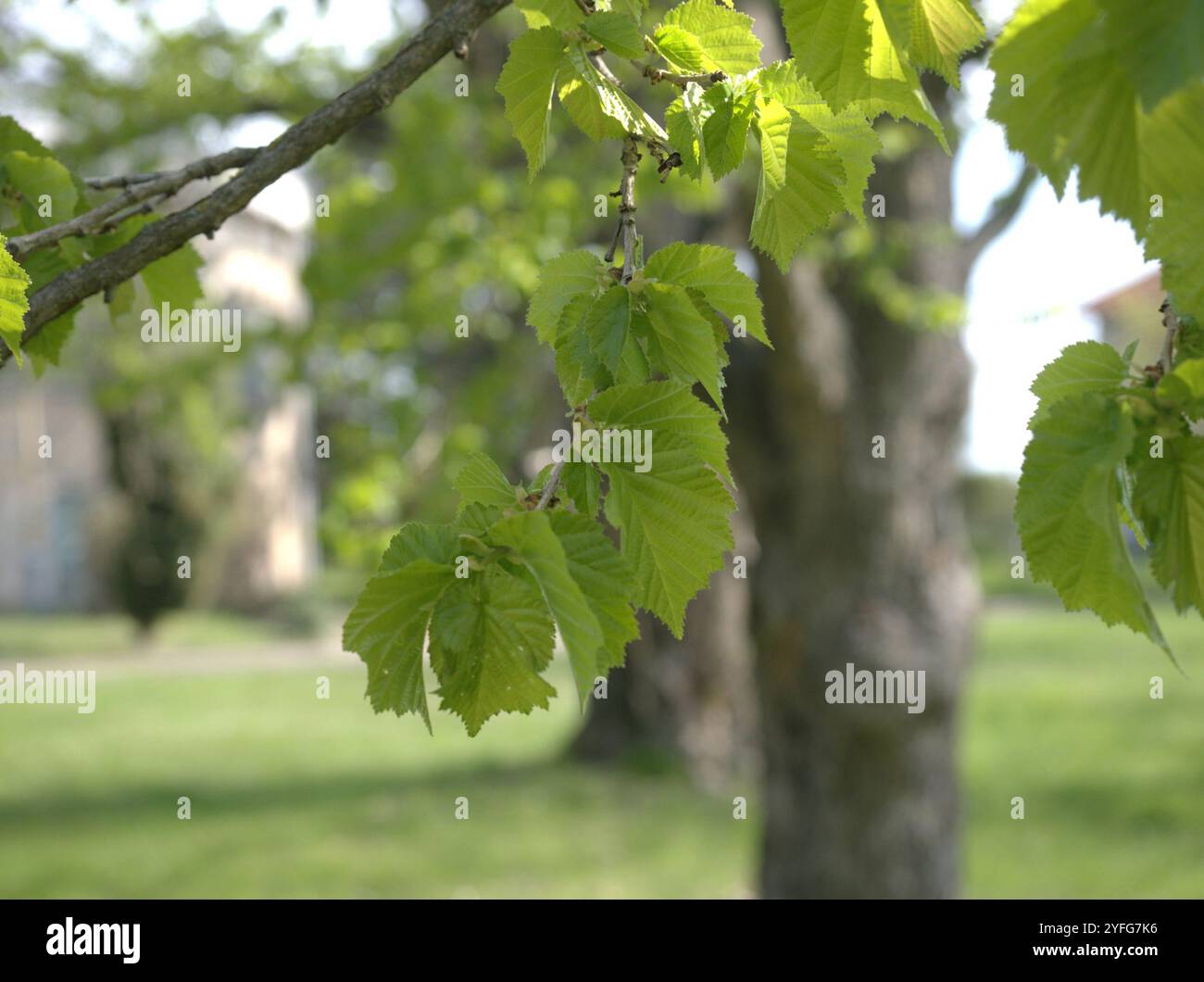 Turkish Hazel (Corylus colurna Stock Photo - Alamy