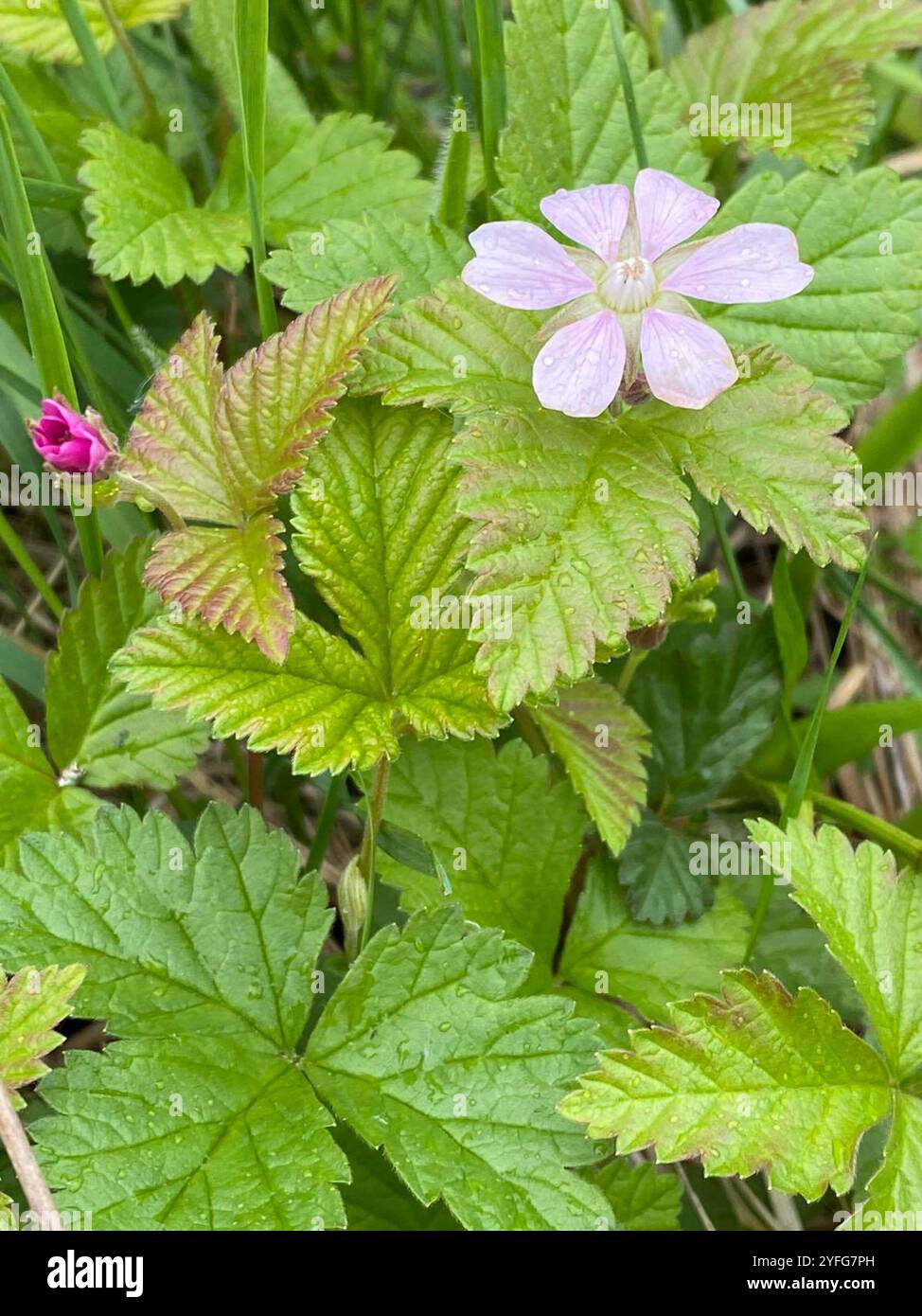 Arctic raspberry (Rubus arcticus Stock Photo - Alamy