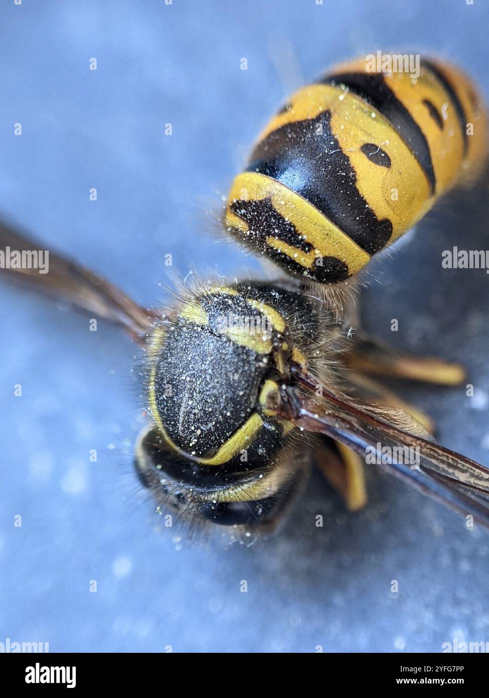 Eastern Yellowjacket (Vespula maculifrons Stock Photo - Alamy
