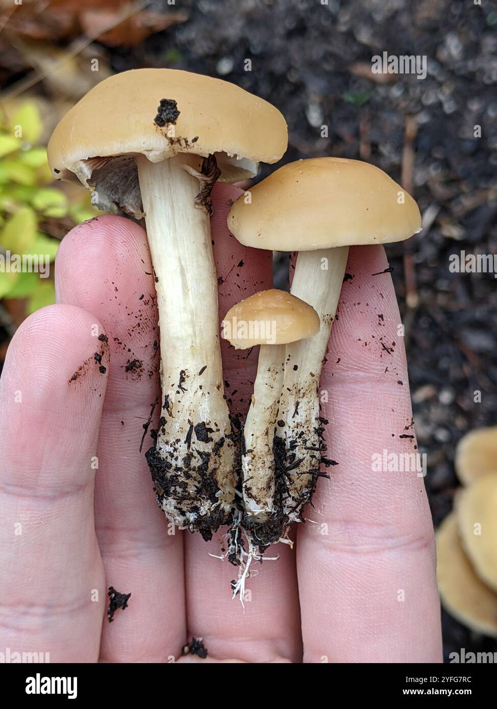 Spring fieldcap agrocybe praecox hi-res stock photography and images ...