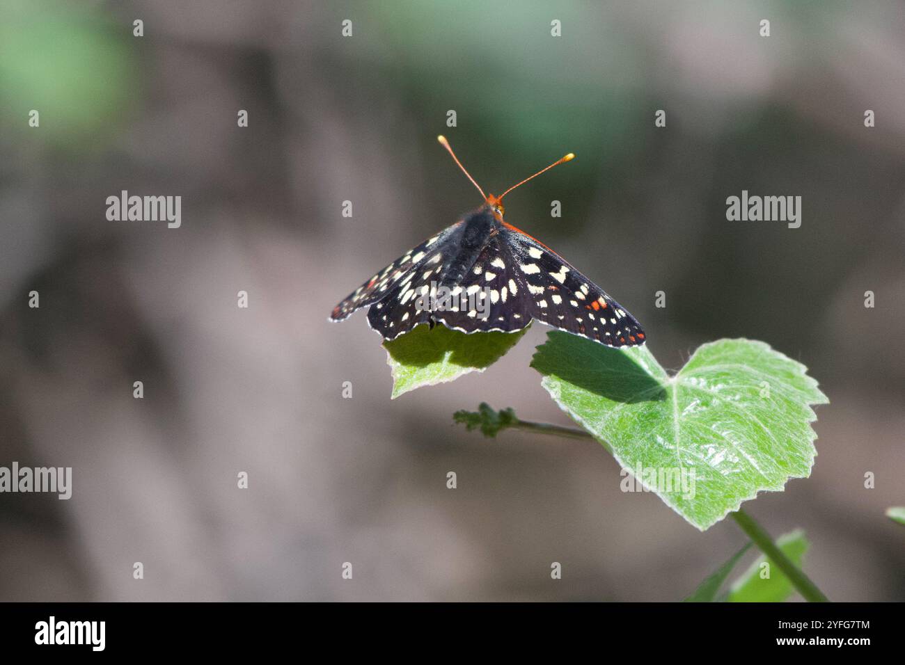 Variable Checkerspot (Euphydryas chalcedona Stock Photo - Alamy