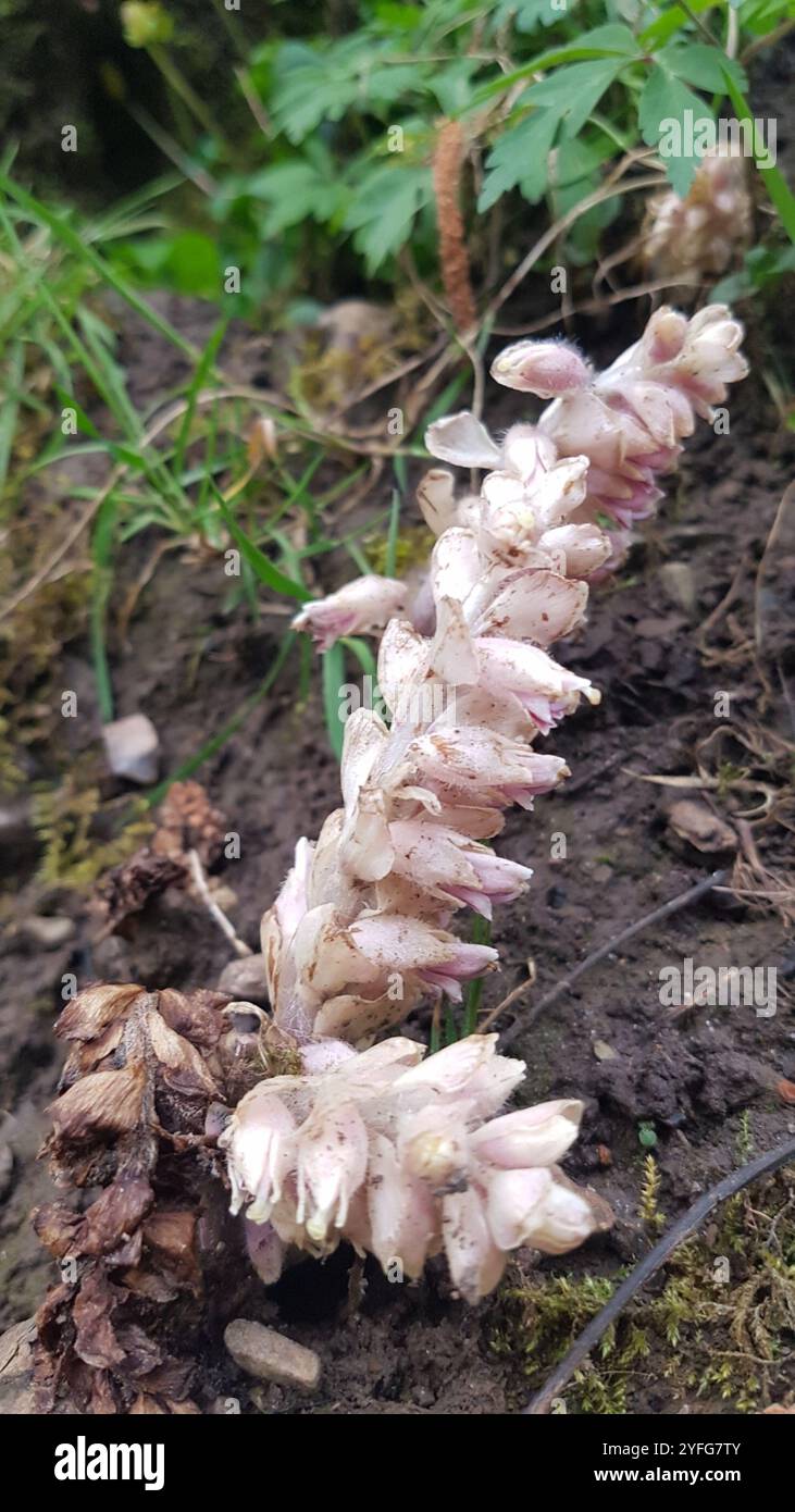 Common Toothwort (Lathraea squamaria Stock Photo - Alamy