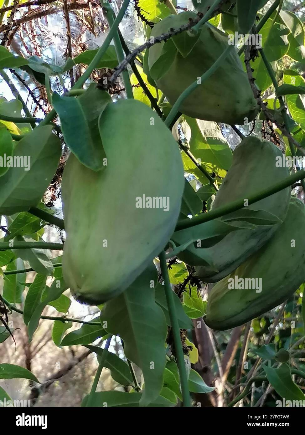 Moth Vine (Araujia sericifera Stock Photo - Alamy