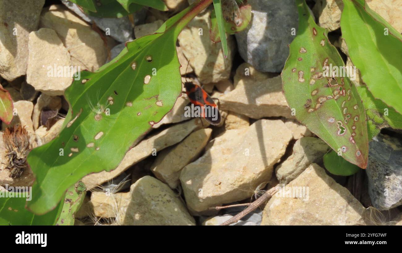 Small eastern milkweed bug hi-res stock photography and images - Alamy
