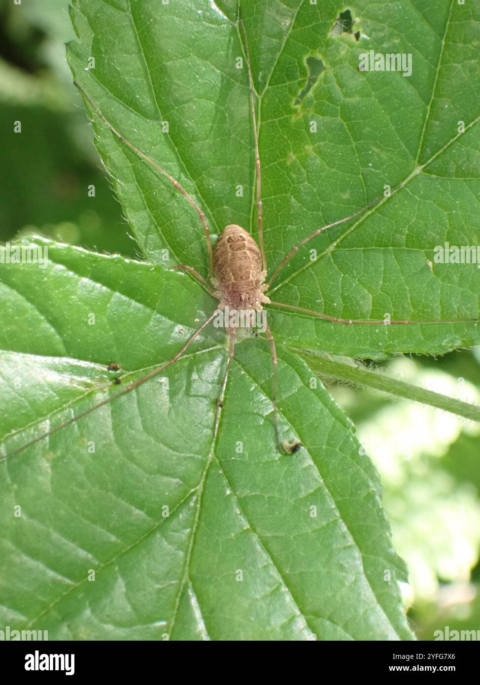 Spring Harvestman (Rilaena triangularis Stock Photo - Alamy