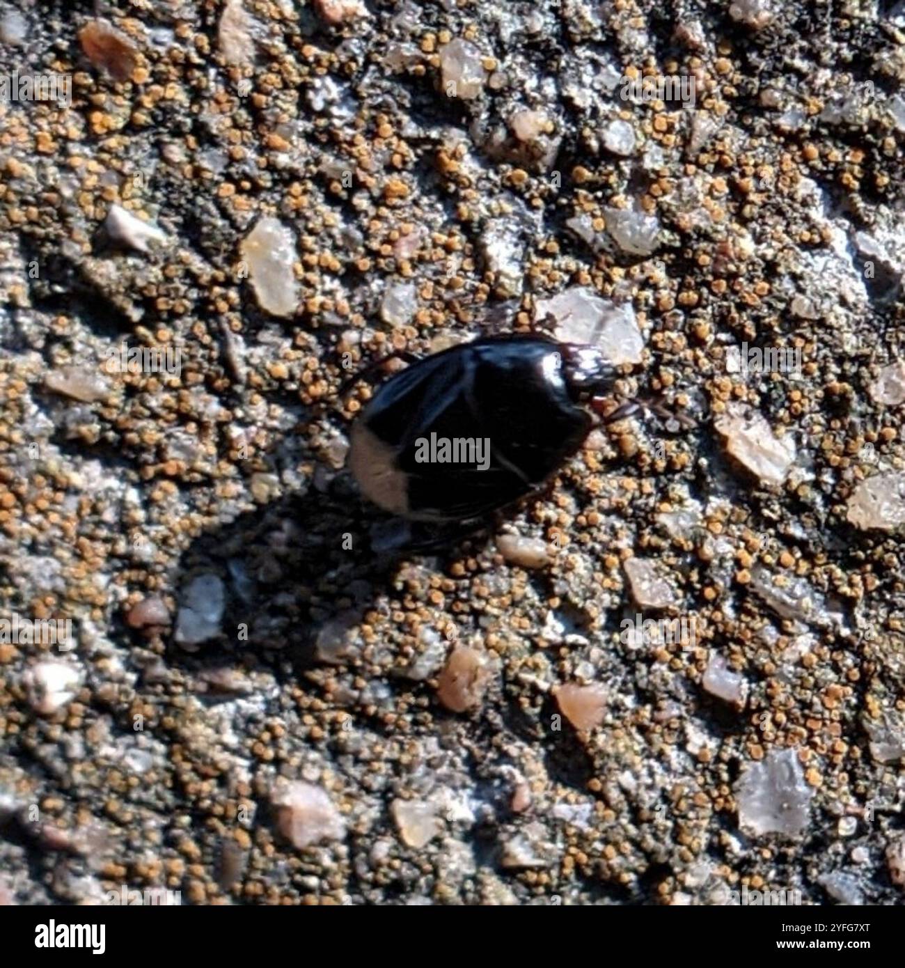 Two-lined Burrowing Bug (Pangaeus bilineatus Stock Photo - Alamy