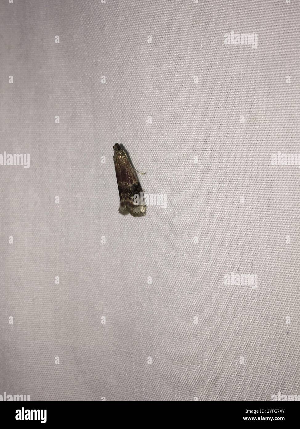 American Plum Borer Moth (Euzophera semifuneralis Stock Photo - Alamy