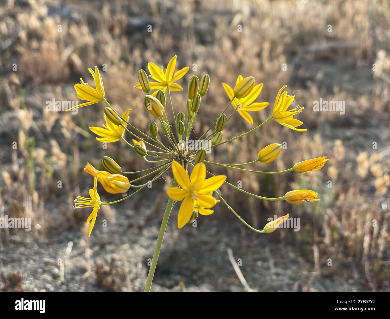 Bloomeria hi-res stock photography and images - Alamy