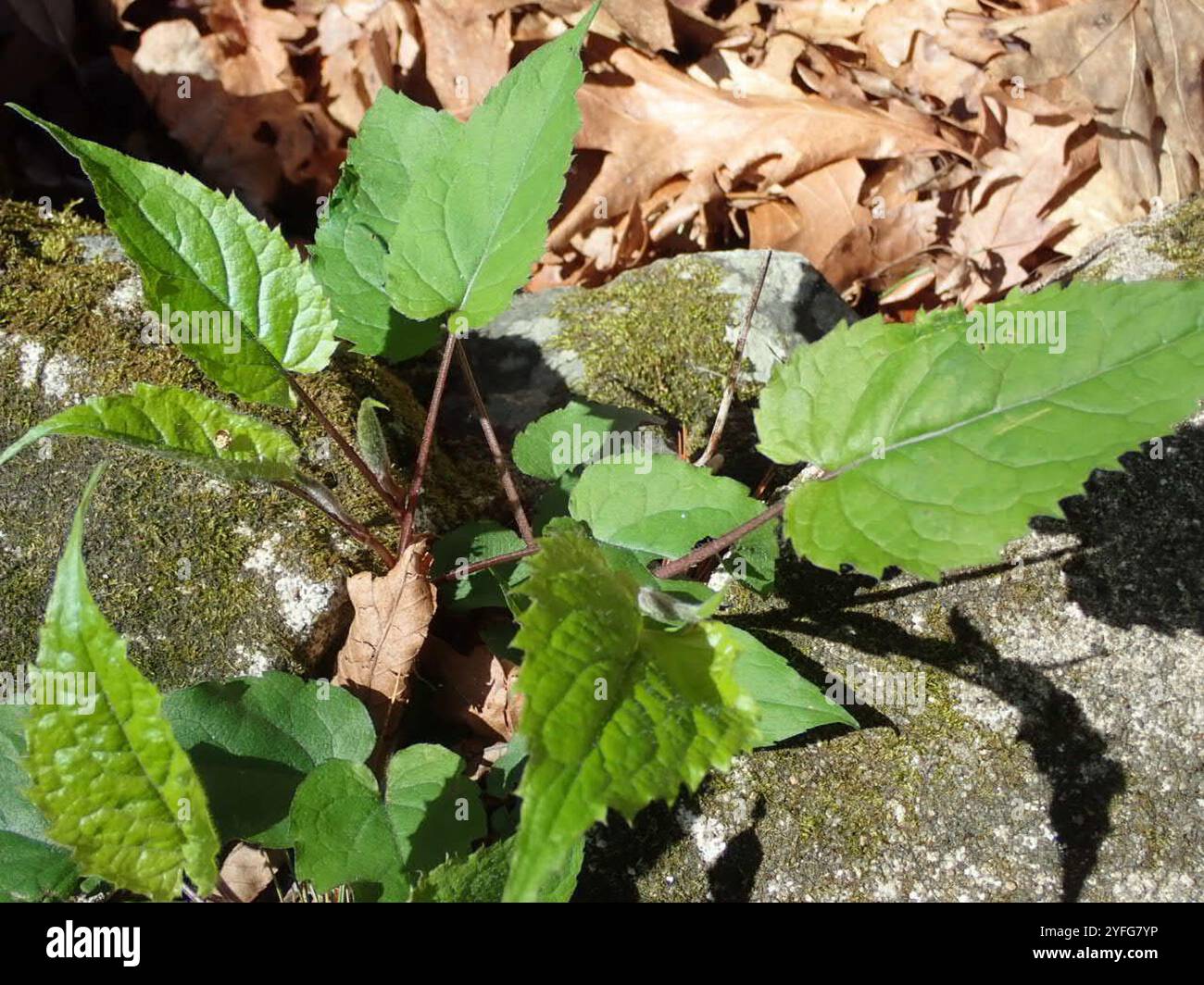 wood asters (Eurybia Stock Photo - Alamy