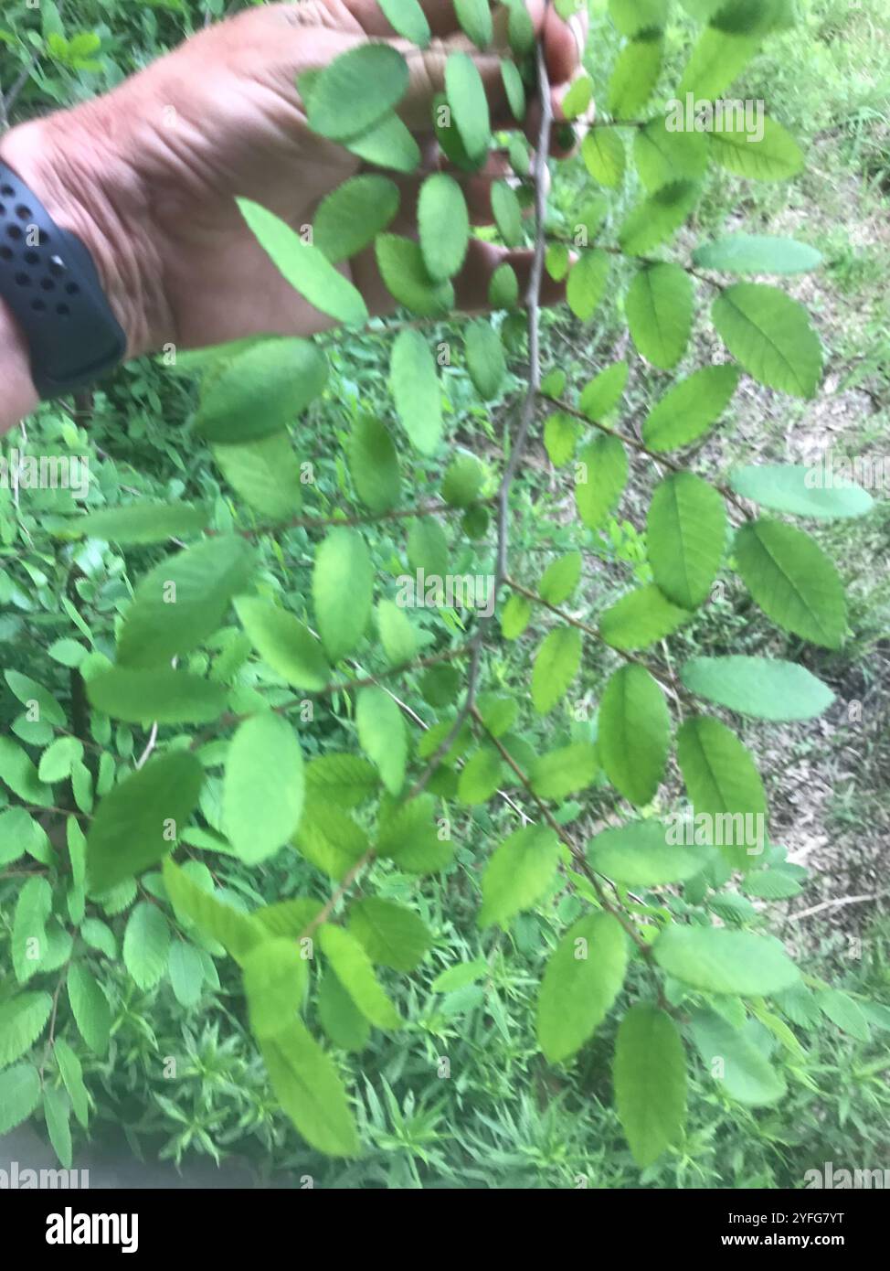 Cedar Elm (Ulmus crassifolia Stock Photo - Alamy