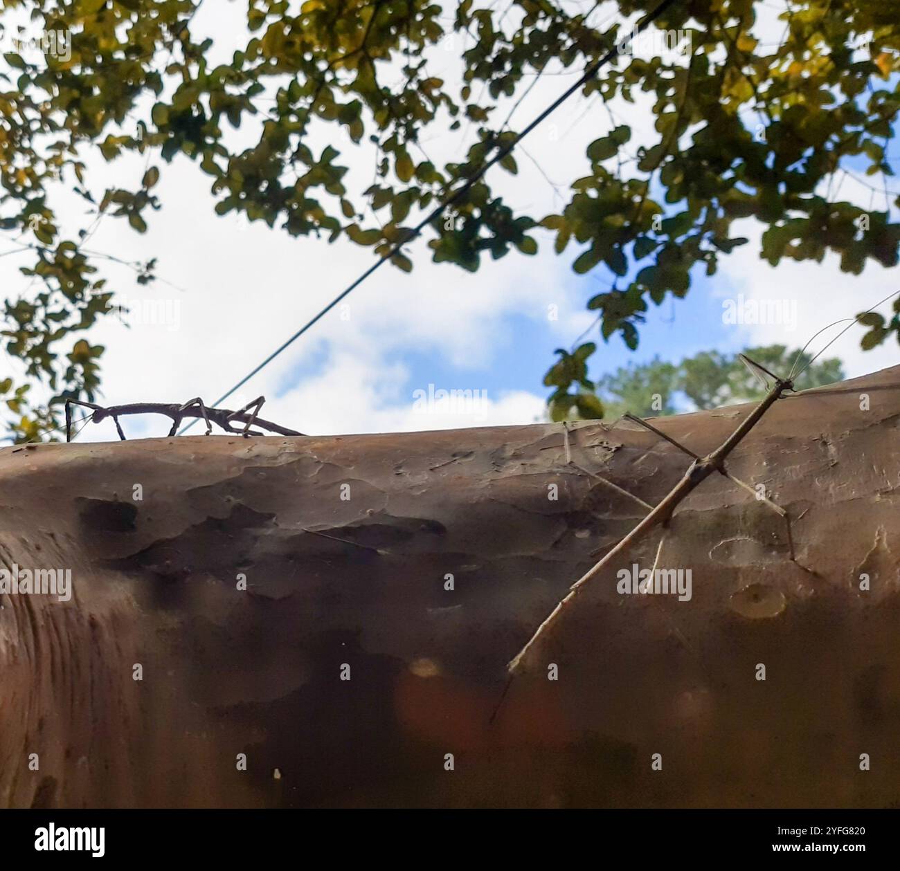 Brazilian Giant Stick Insect (Cladomorphus phyllinus Stock Photo - Alamy