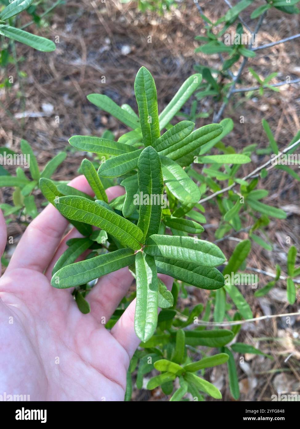 dwarf live oak (Quercus minima Stock Photo - Alamy