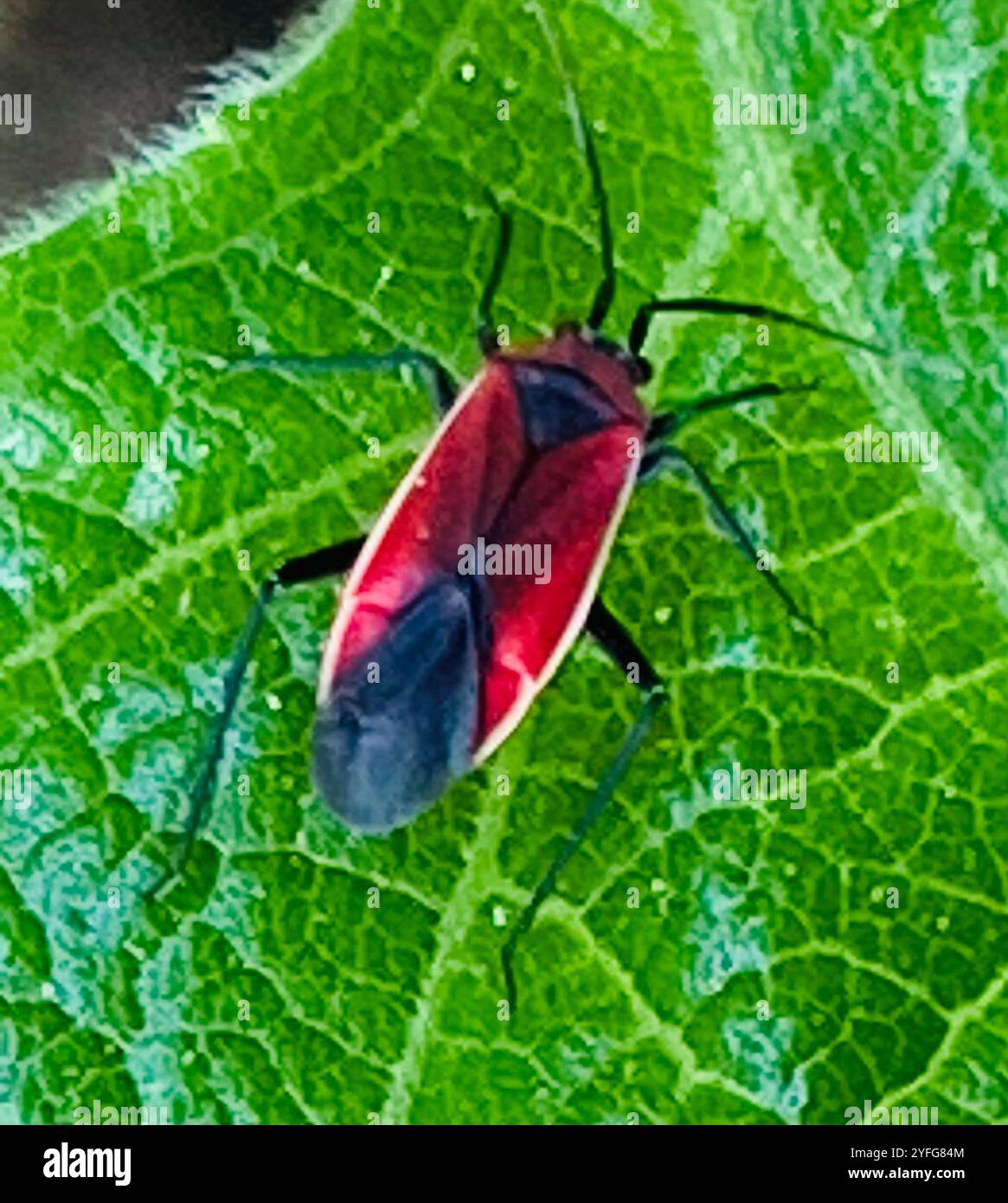 Scarlet Plant Bugs (Lopidea Stock Photo - Alamy