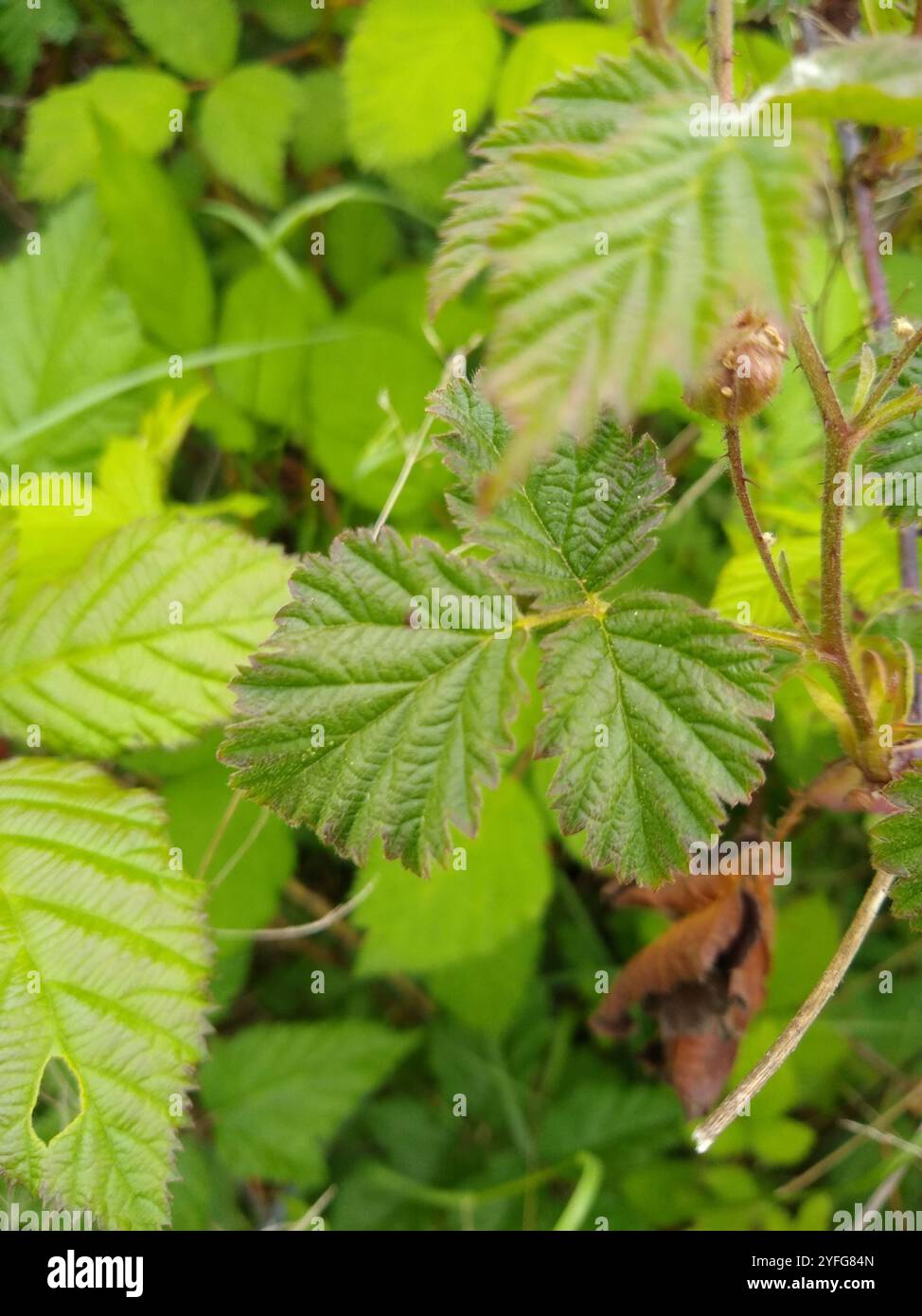whitebark raspberry (Rubus leucodermis Stock Photo - Alamy