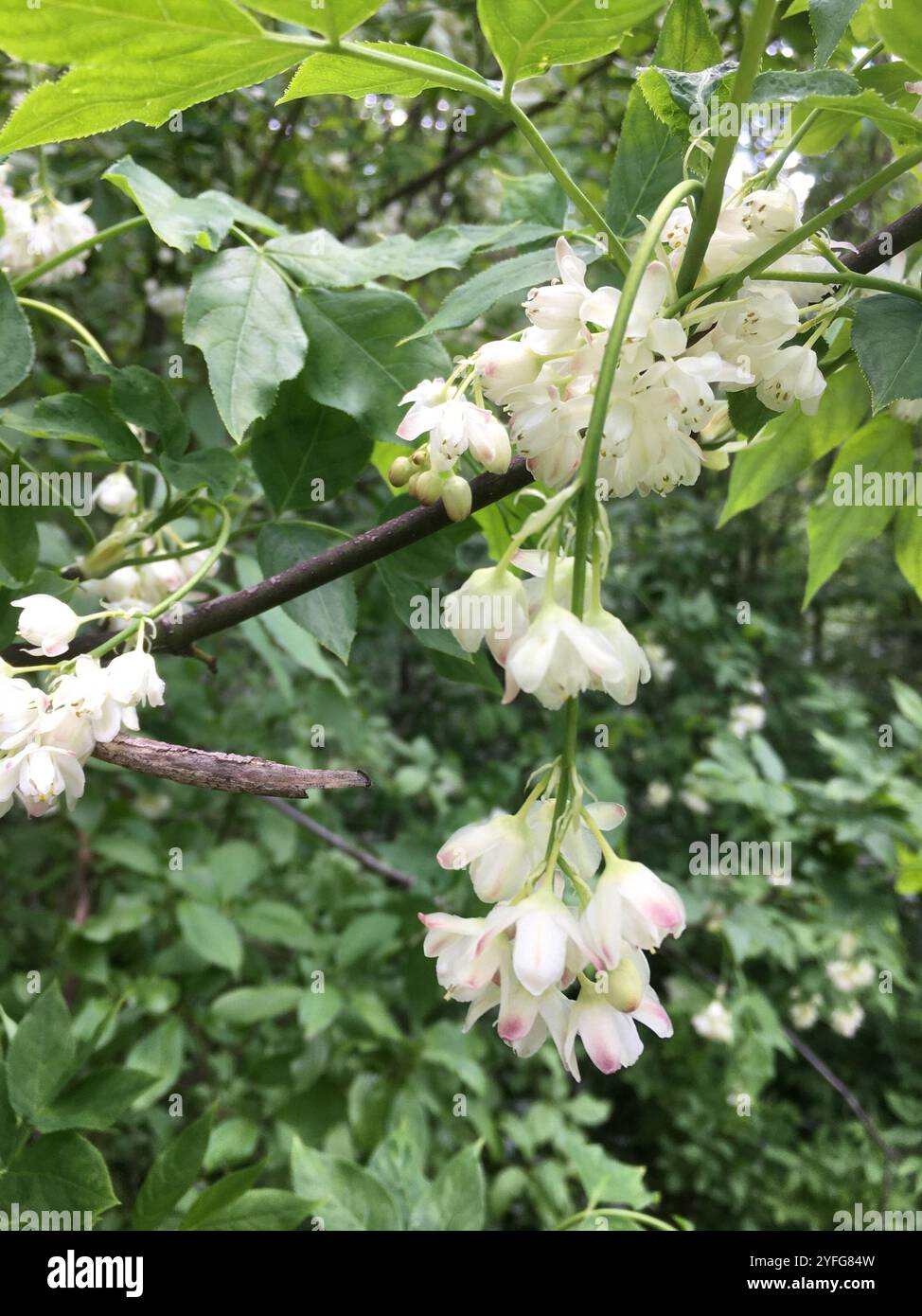 European bladdernut (Staphylea pinnata Stock Photo - Alamy