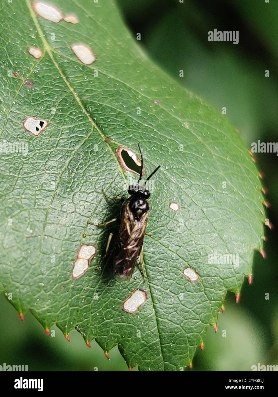 Typical Sawflies (Tenthredinoidea Stock Photo - Alamy