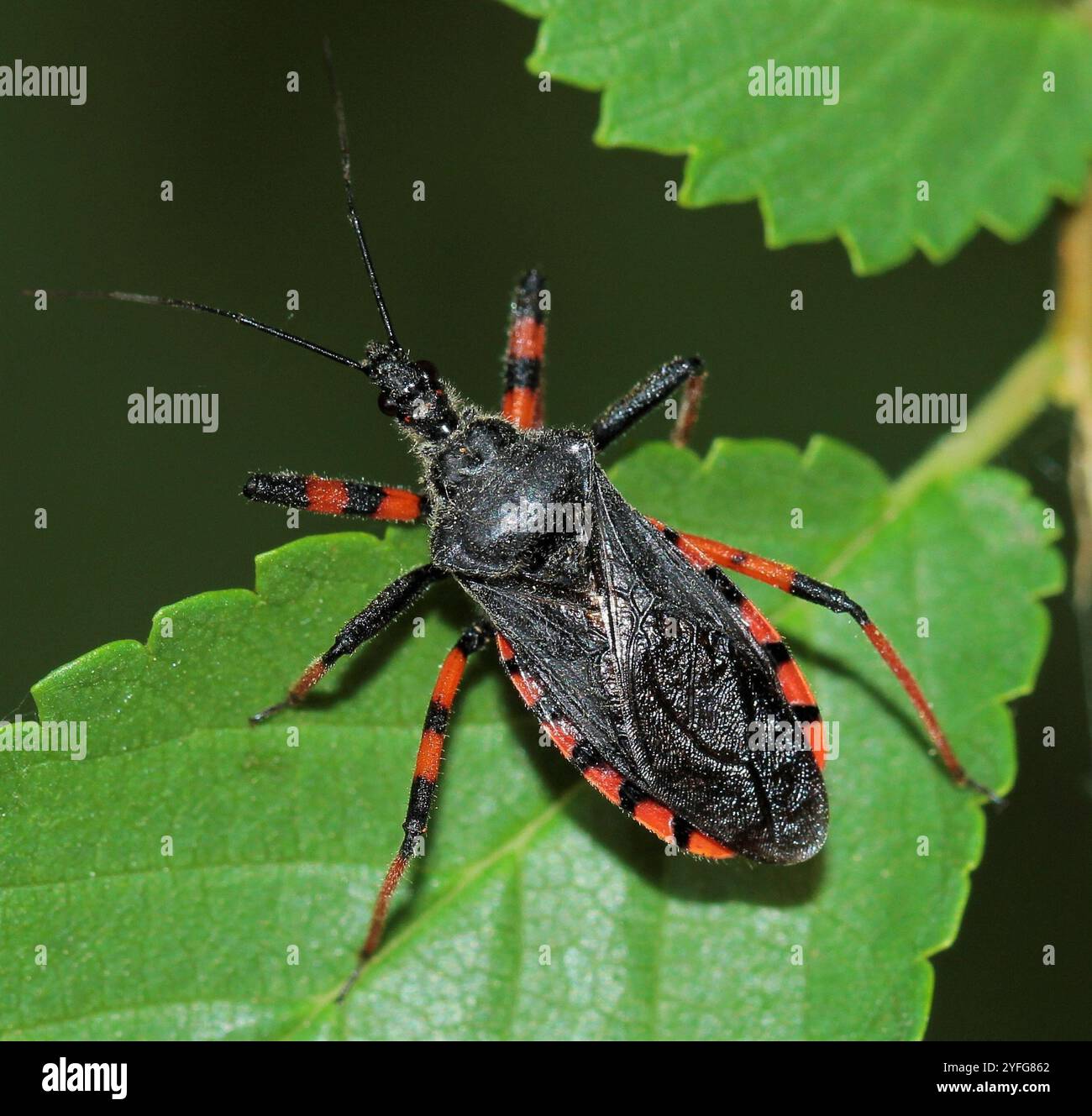 Rhynocoris annulatus hi-res stock photography and images - Alamy