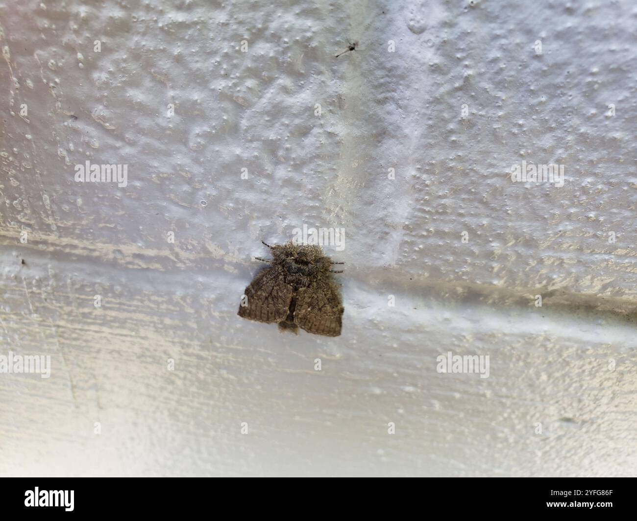 Saddled Prominent (Cecrita guttivitta Stock Photo - Alamy
