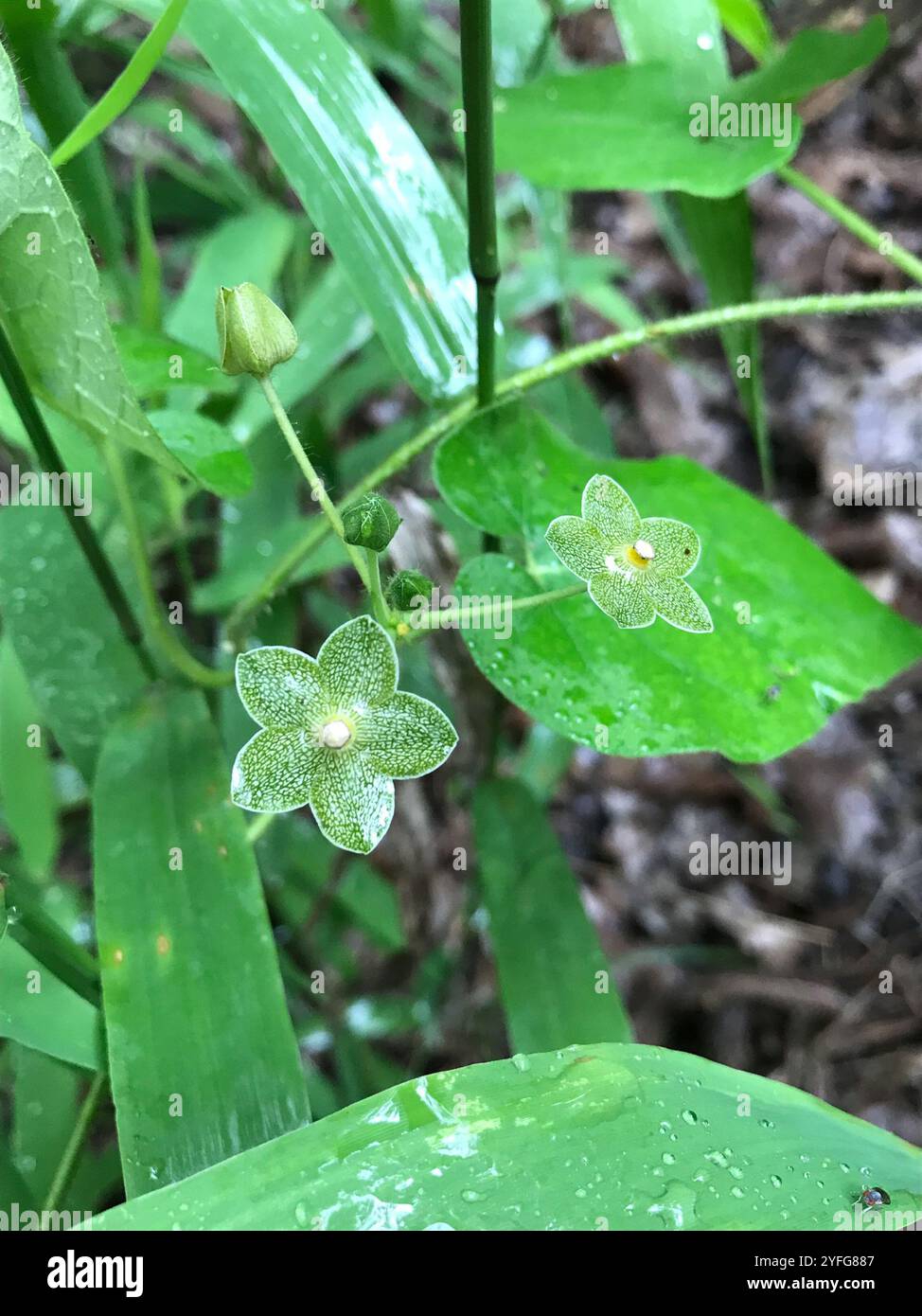 Pearl Milkweed (Matelea reticulata Stock Photo - Alamy