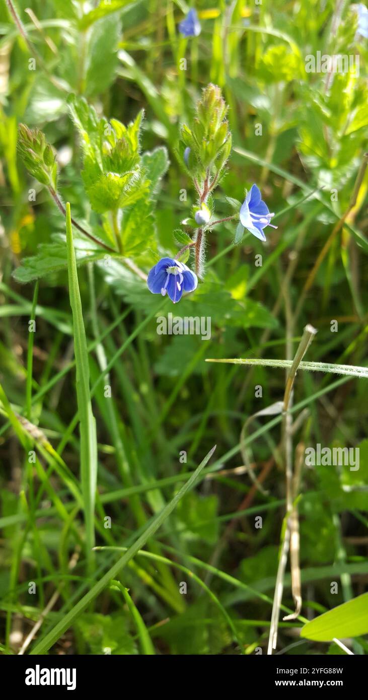 Germander Speedwell (Veronica chamaedrys Stock Photo - Alamy