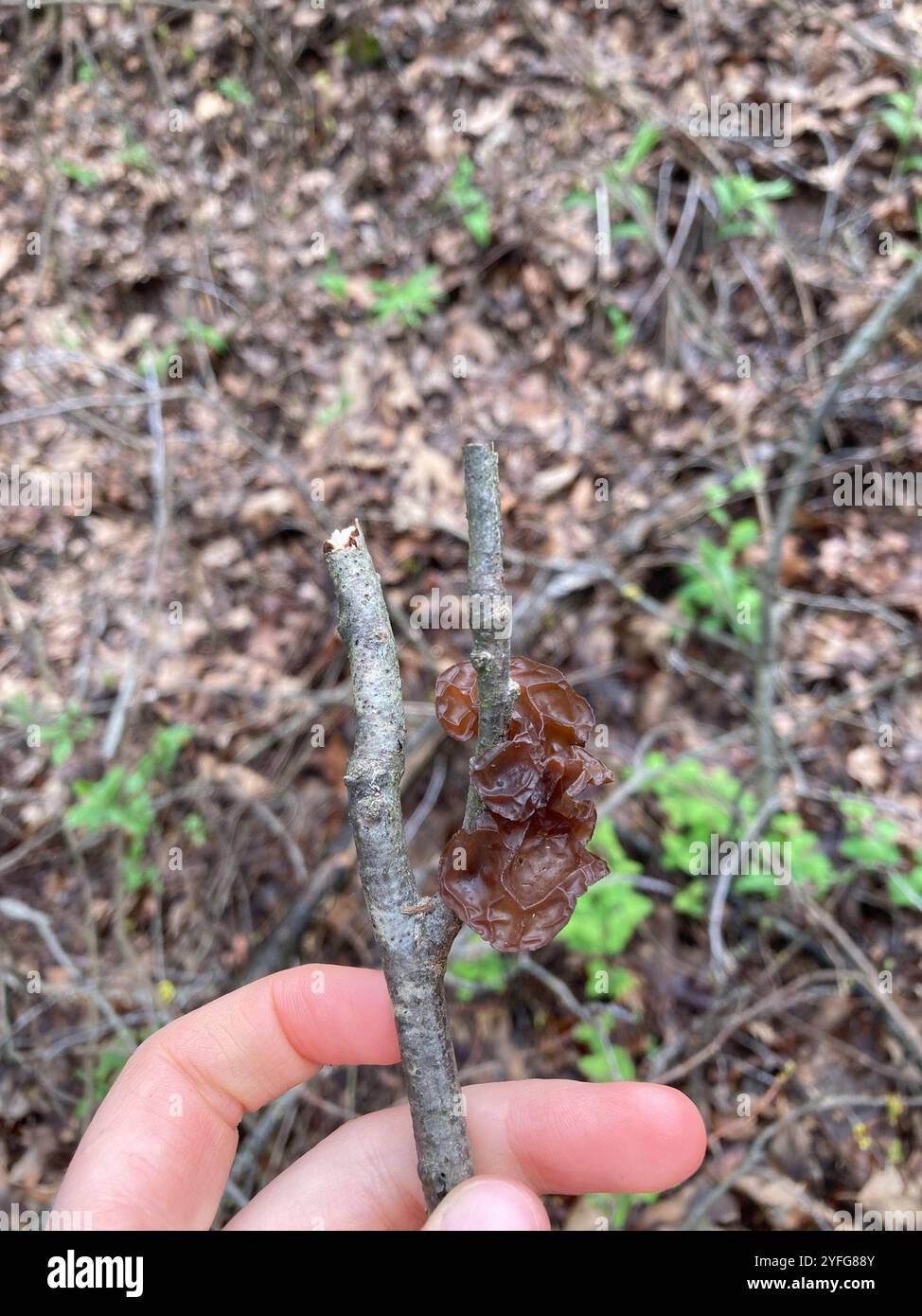 Leafy Brain (Phaeotremella foliacea Stock Photo - Alamy