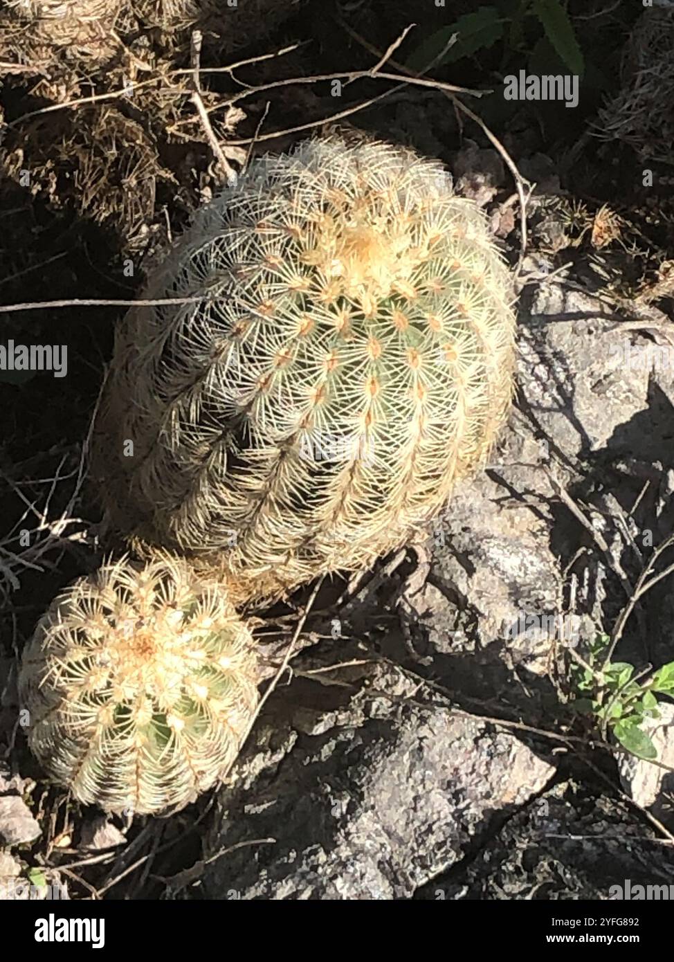 white lace cactus of Texas (Echinocereus reichenbachii caespitosus ...
