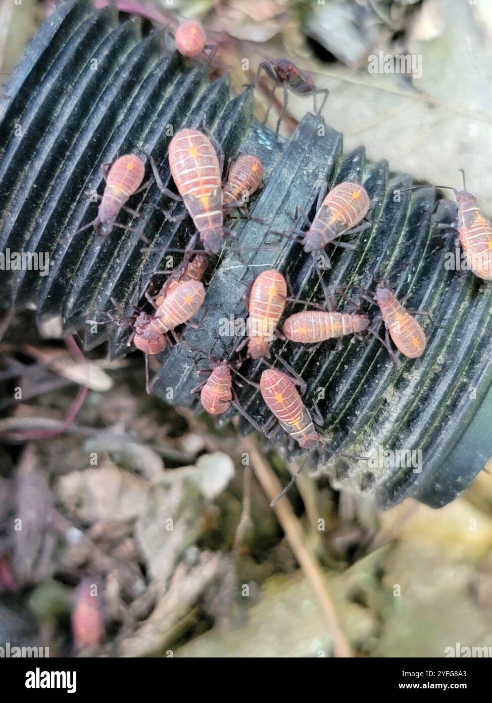Western Boxelder Bug (Boisea rubrolineata Stock Photo - Alamy