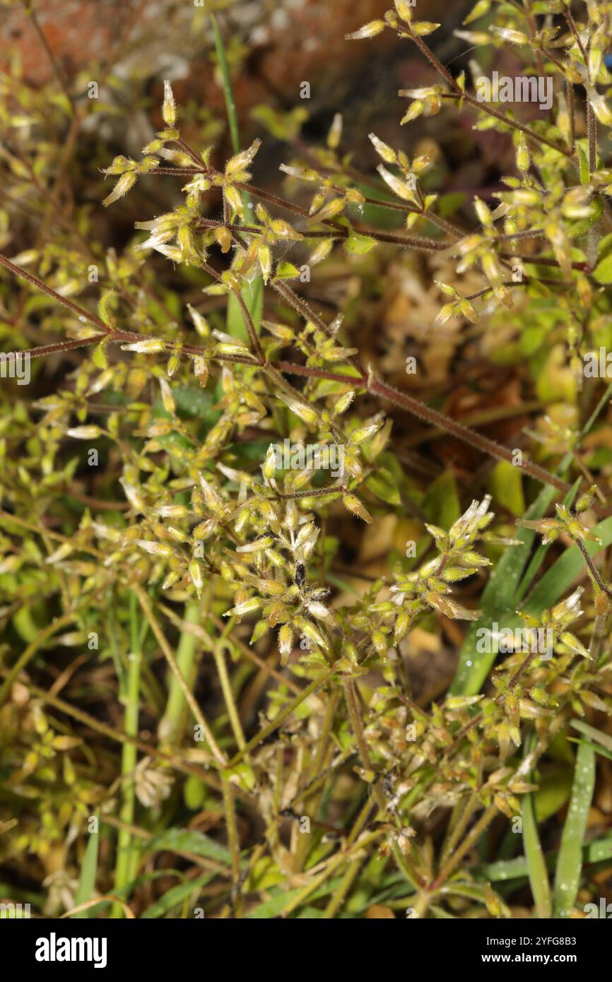 Sticky mouse-ear chickweed (Cerastium glomeratum Stock Photo - Alamy