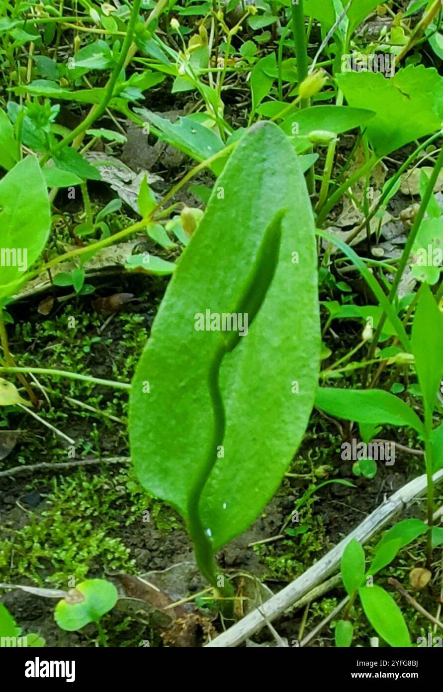 southern adder's-tongue (Ophioglossum vulgatum Stock Photo - Alamy