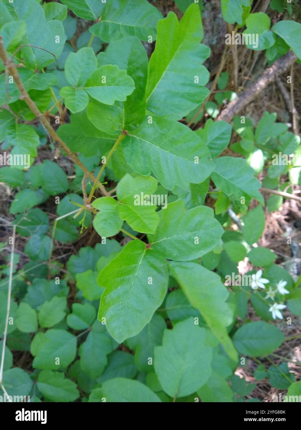 Pacific poison oak (Toxicodendron diversilobum Stock Photo - Alamy