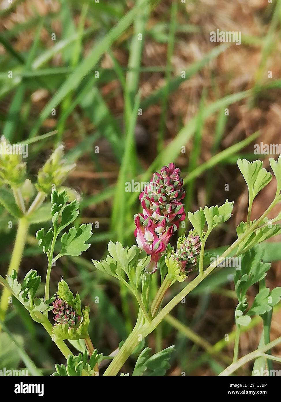 Common Fumitory (Fumaria officinalis Stock Photo - Alamy