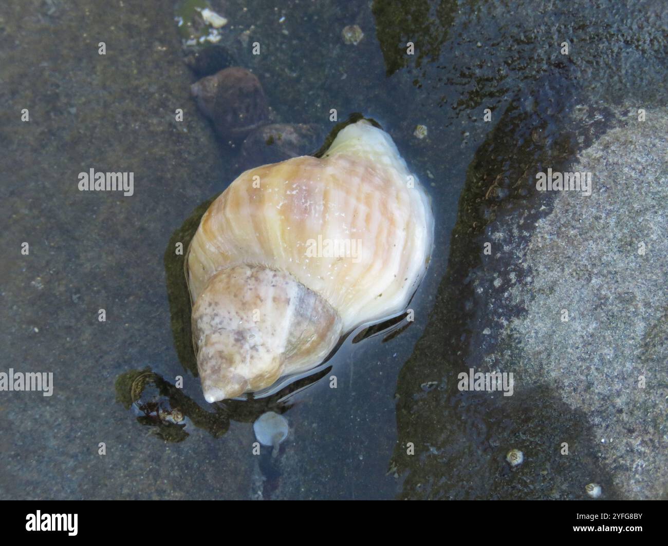 Frilled Dogwinkle (Nucella lamellosa Stock Photo - Alamy