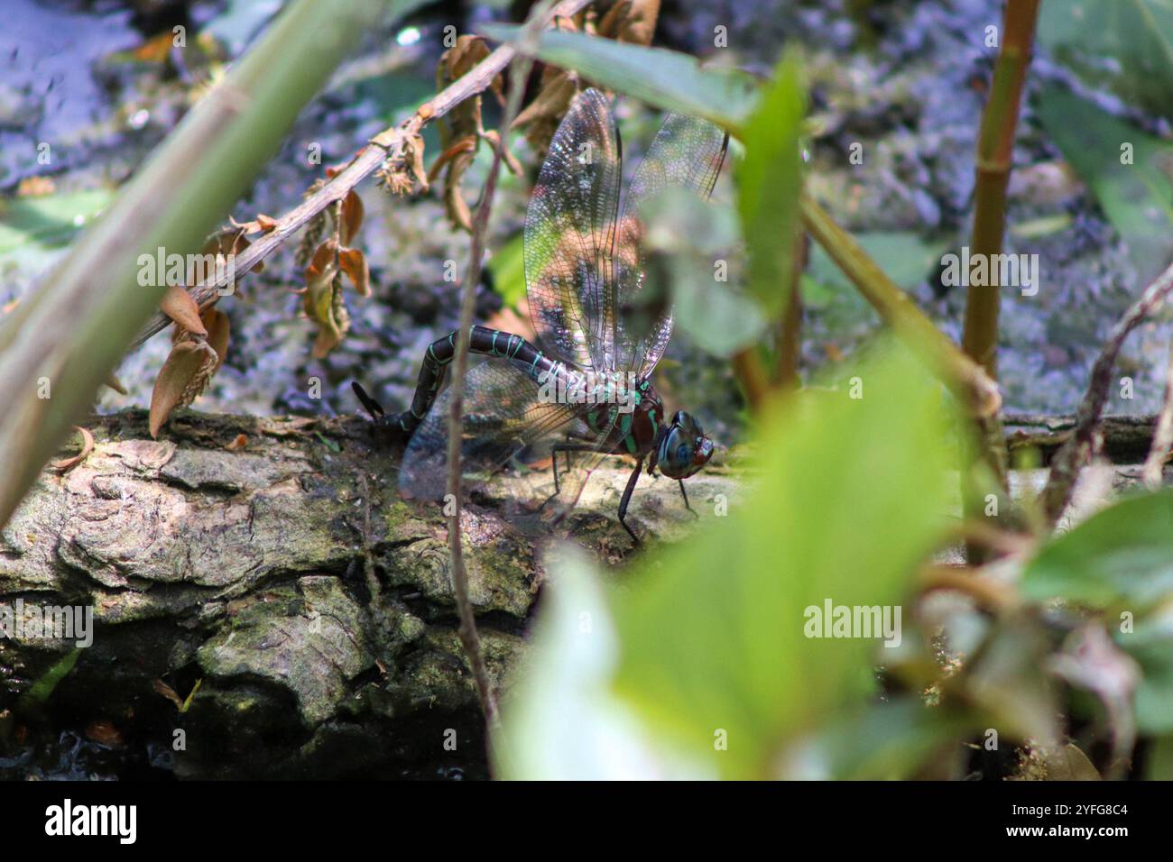 Swamp Darner (Epiaeschna heros Stock Photo - Alamy